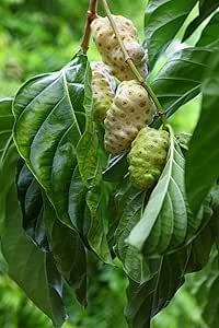 Amazon.com: Noni, Indian Mulberry, Nunaakai Tree Seeds 15+ Qty Pack ...