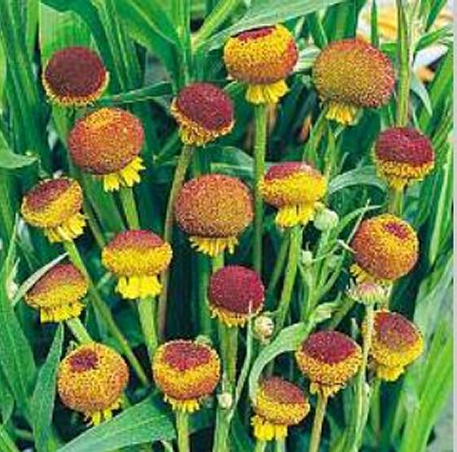 10 HELENIUM PUBERULUM 'AUTUMN LOLLIPOP' MINI PLUG PLANTS - HARDY ...