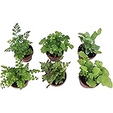 Amazon.com : Fern Variety Pack (4 Plants) (4" Pots) : Garden & Outdoor