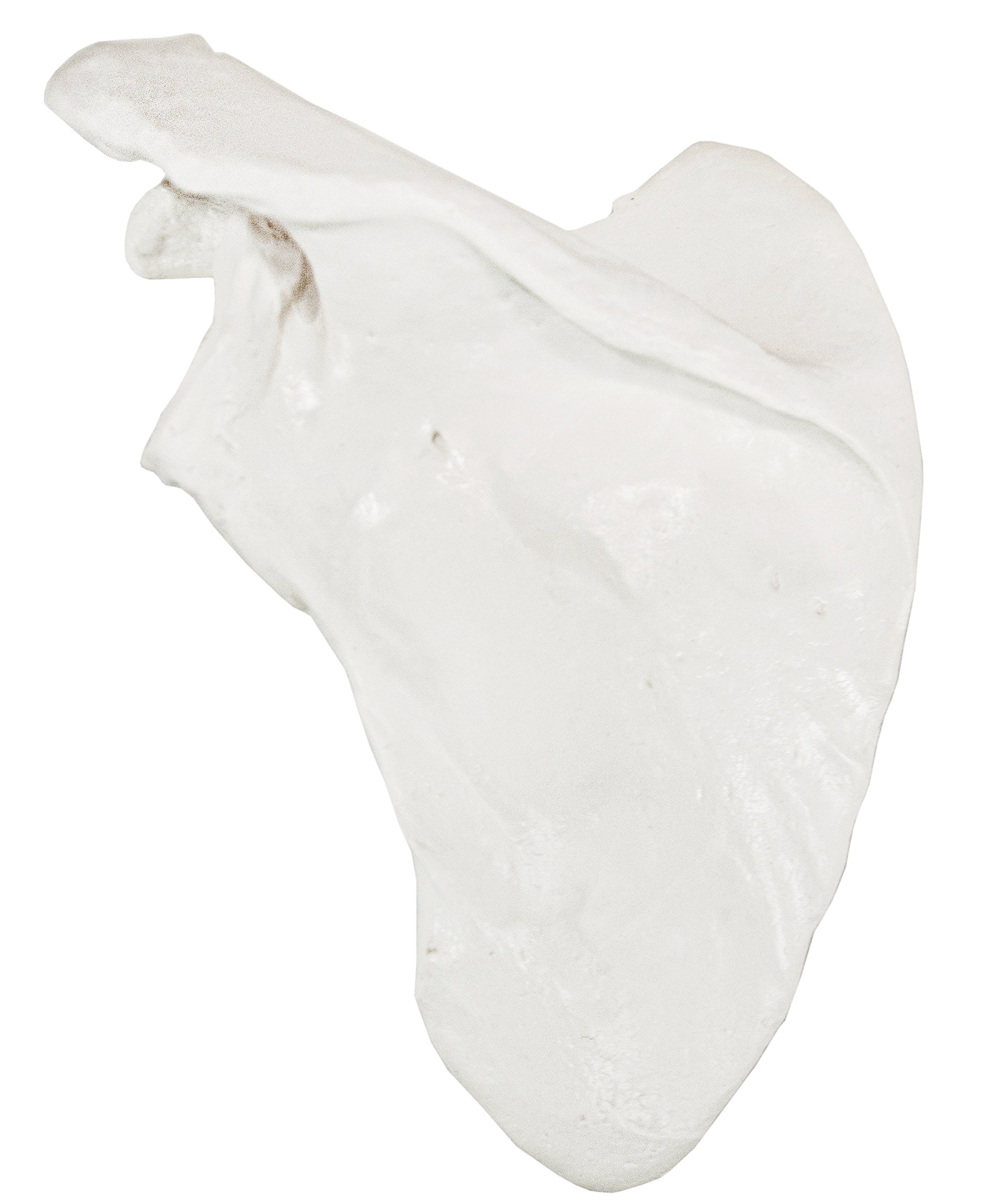 Mua Axis Scientific Shoulder Anatomy Model of Left Scapula Bone ...