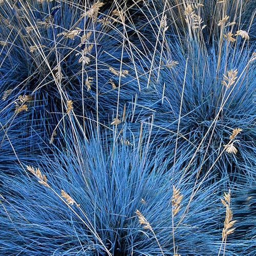 Festuca Glauca Elijah Blue - 3 Plants - Evergreen Outdoor Grasses In ...