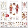 12 Human Anatomy Posters - Medical Posters, Circulatory, Skeletal, Male ...