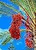 10 Seeds Date Palm Tree Seeds | Phoenix Dactylifera Edible Fruit Plant ...
