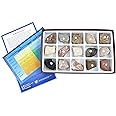 Amazon.com: American Educational 15 Piece Sedimentary Rock Collection ...