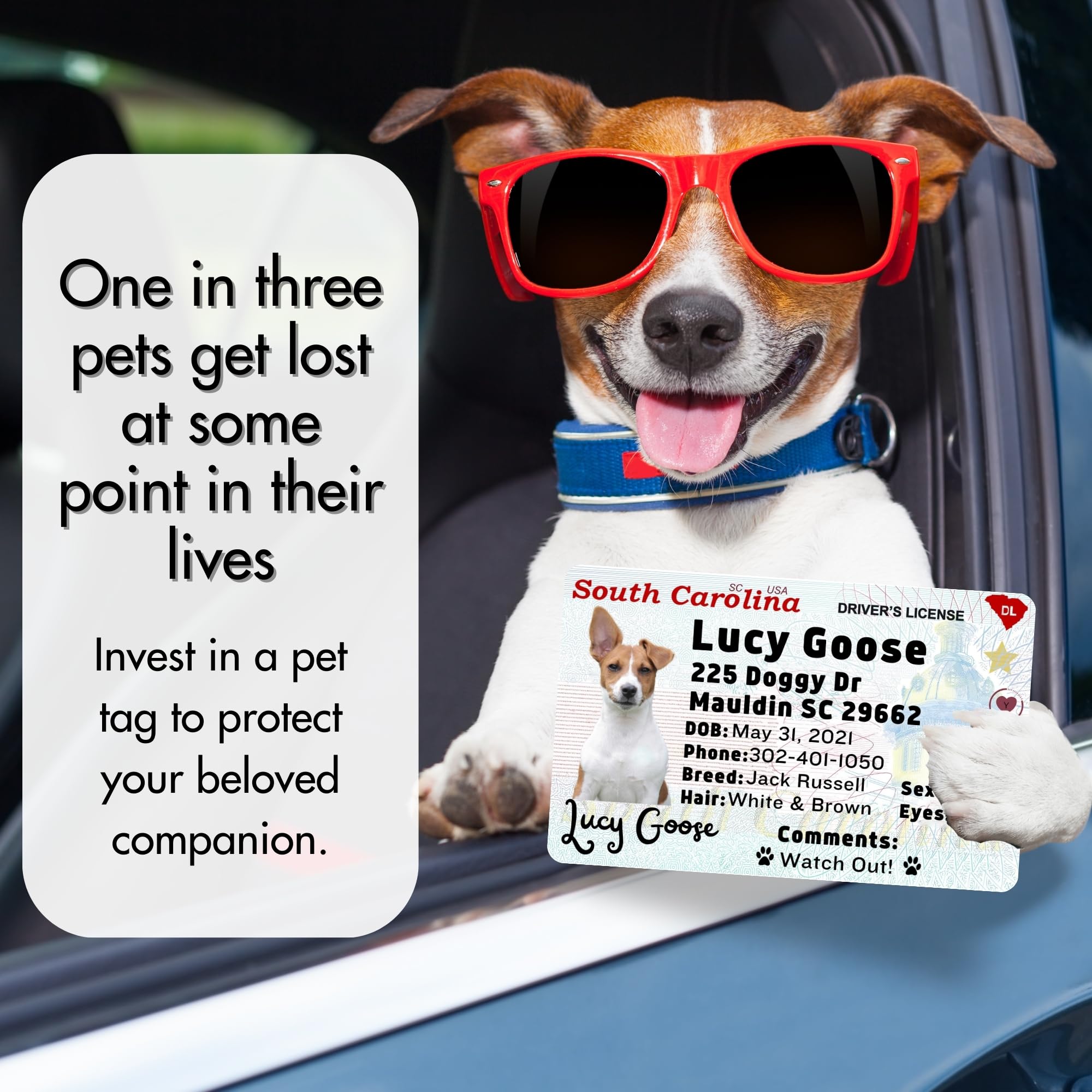 Mua PawFurEver Dog License Tag for Large Breeds - Personalized Pet ...