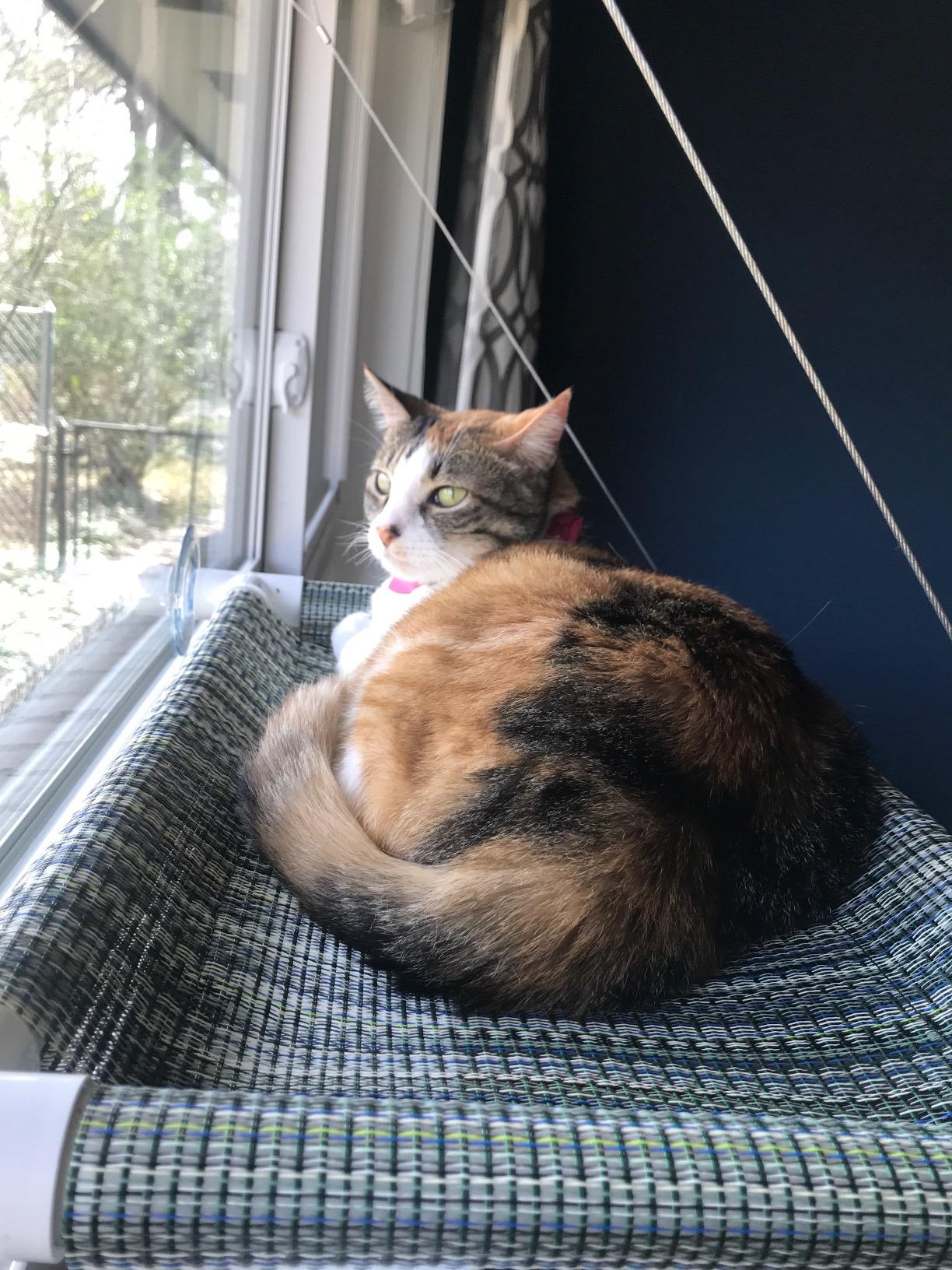 Pictures – Kitty Cot Original™