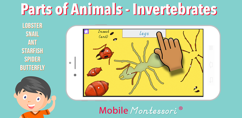Montessori Zoology - Parts of Animals - Invertebrates:Amazon.com ...