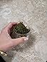 Amazon.com: Java Moss Portion in 4 Oz Cup and Java Moss Mat - Easy Live ...