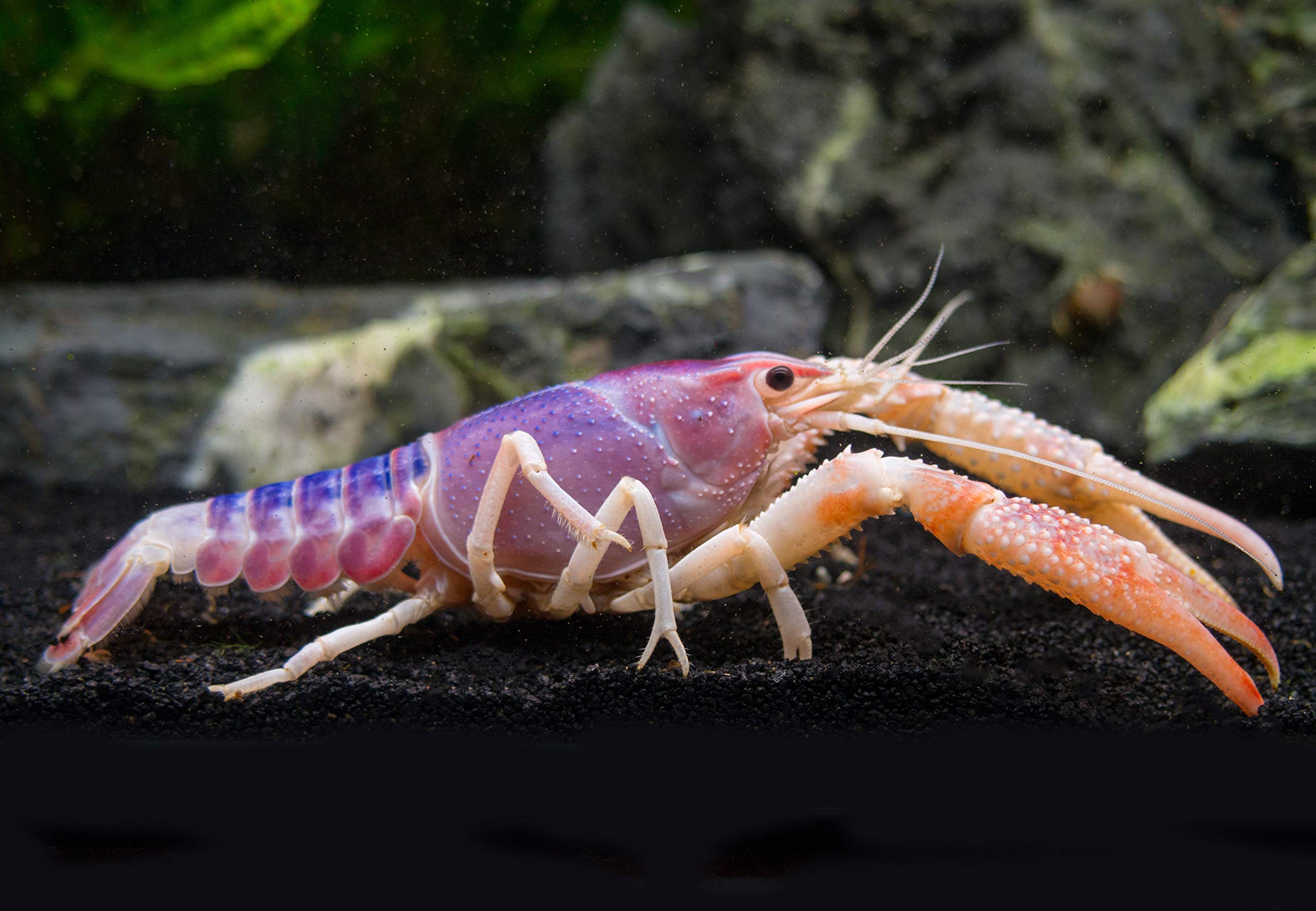 Pink Crayfish