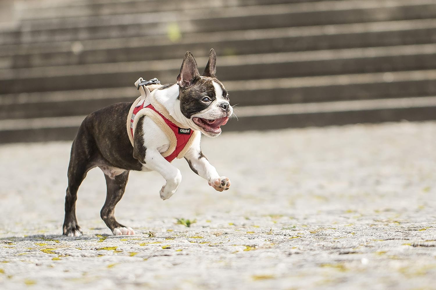 CHIARA Winter Dog Harness Small Dog And Medium Dog Harness – Soft And ...