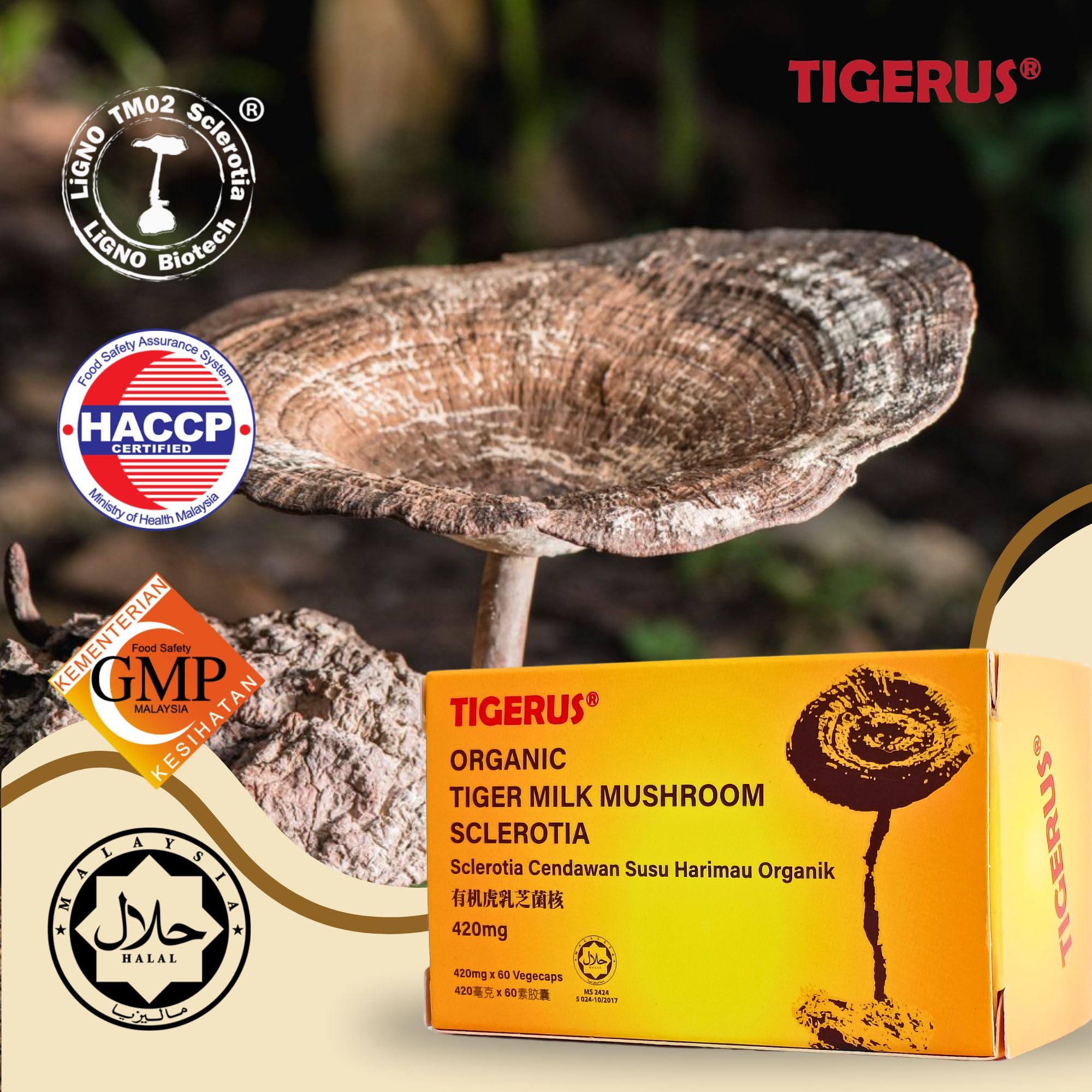 Mua TIGERUS Tiger Milk Mushroom (LiGNO TM02® Lignosus rhinocerus ...