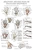 Laminated Anatomy and Injuries of the Hand and Wrist Poster - Hand and ...