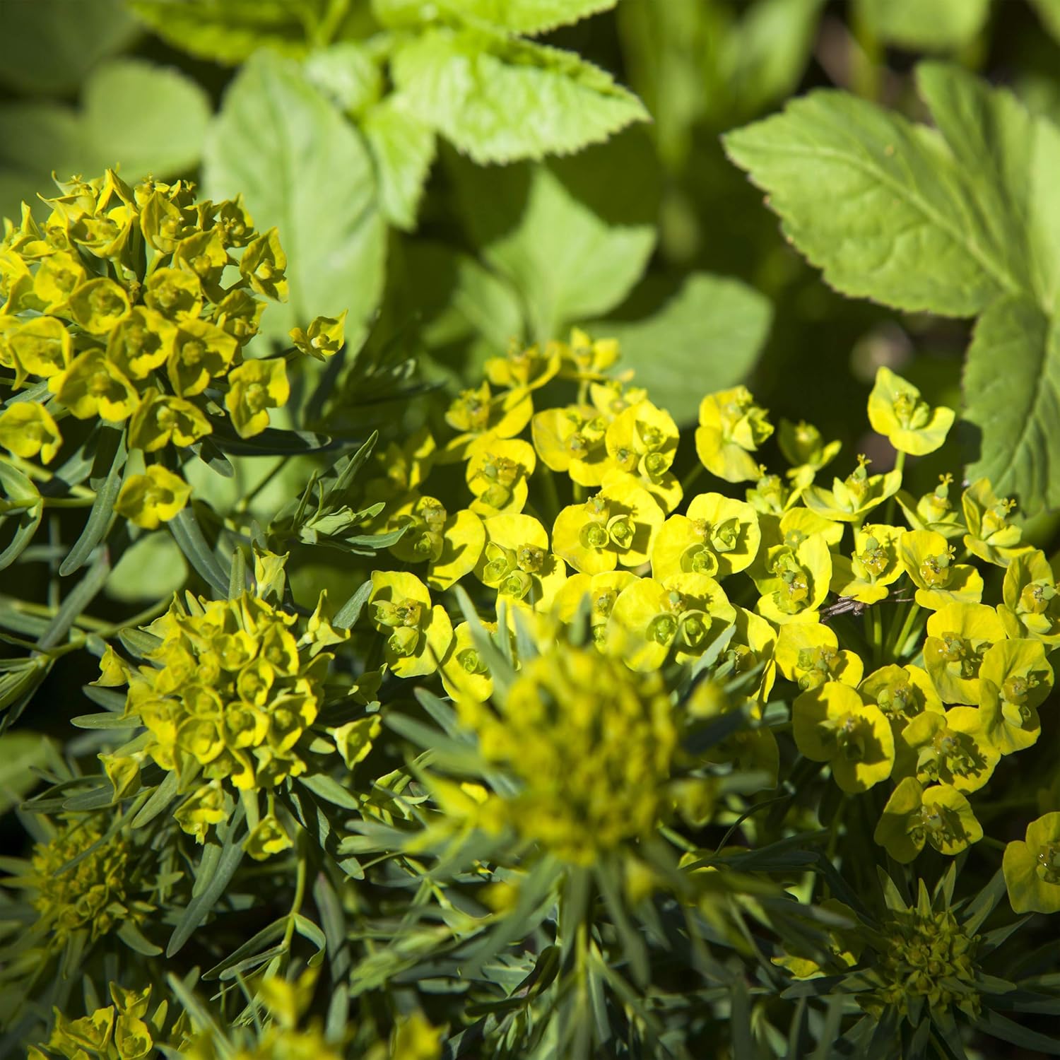 Amazon.com: Outsidepride Bupleurum Flower Seed - 1000 Seeds: Garden ...