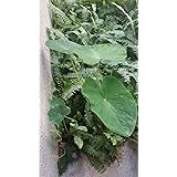 Amazon.com : 3 Live Fast Growing Colocasia Esculenta Elephant Ear Taro ...