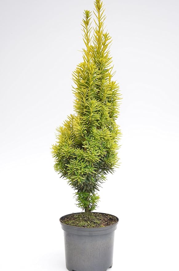 Yellow Yew Tree Taxus Baccata Fastigiata Aureomarginata 30 - 40 Cm High ...