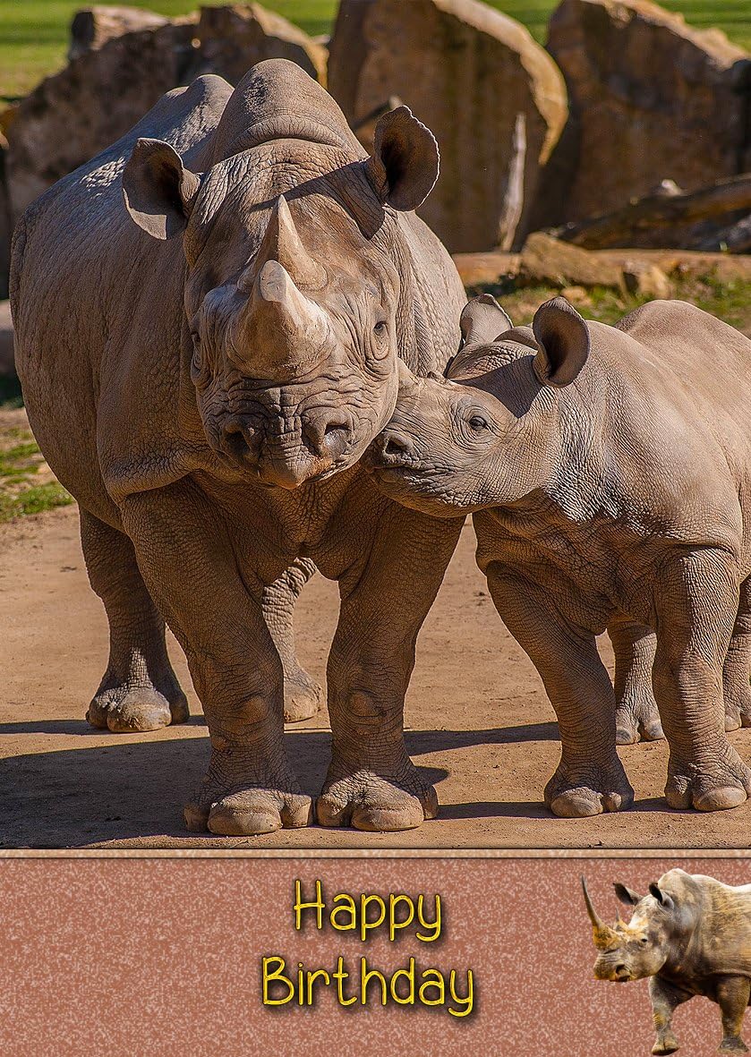 Rhino Birthday Card: Amazon.co.uk: Office Products