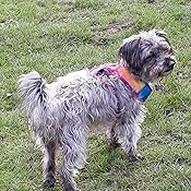 Petnat Dermacton Shampoo for ITCHY Dogs. Antibacterial & Anti fungal ...