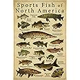 Amazon.com: Fish Knowledge Metal Tin Sign Sports Fish Of North America ...