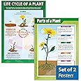 Amazon.com: Daydream Education Plants Science Posters - Set of 2 ...