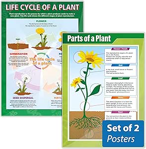 Amazon.com: Plants Poster Set - Pack of 2 | Science Posters | Gloss ...