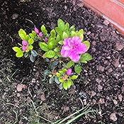 1 X AZALEA 'GEISHA PINK' JAPANESE EVERGREEN SHRUB HARDY PLANT IN POT ...