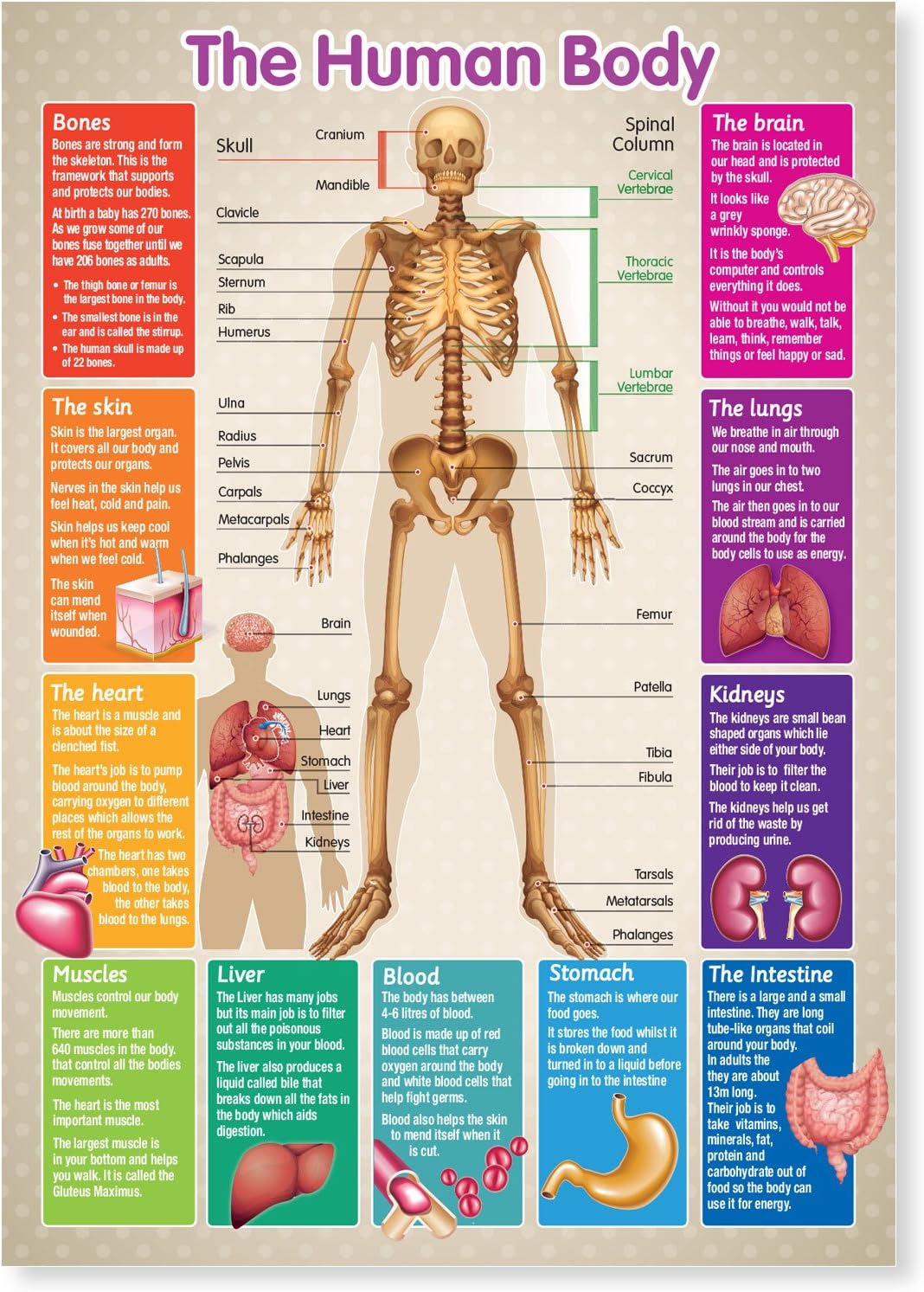 A3 Laminated Human Body Skeleton Educational Poster Amazon co uk 