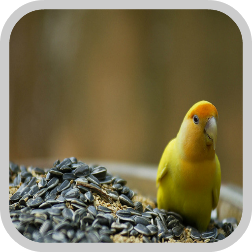 cutie bird:Amazon.com:Appstore for Android