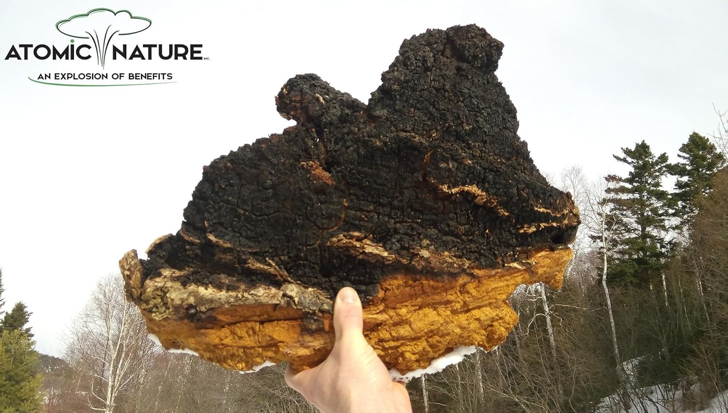 4oz Raw Organic Wild Chaga Mushroom Tea Chunks – 100% Natural Hand ...