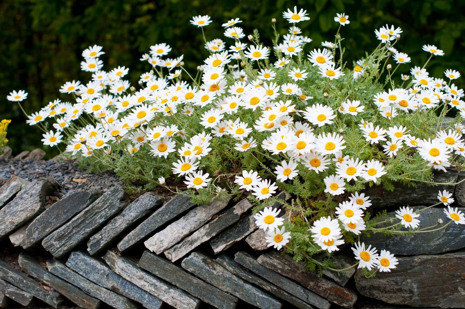 Anthemis carpatica Snow Carpet 50 Seeds, White Marguerite Daisy: Amazon ...