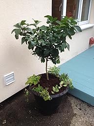 Lemon tree Standard - 1 tree: Amazon.co.uk: Garden & Outdoors