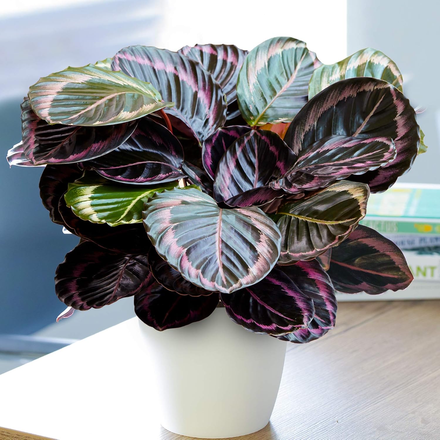 1 x Rose Painted Calathea Surprise Star | Best Indoor Plants (25-35cm ...