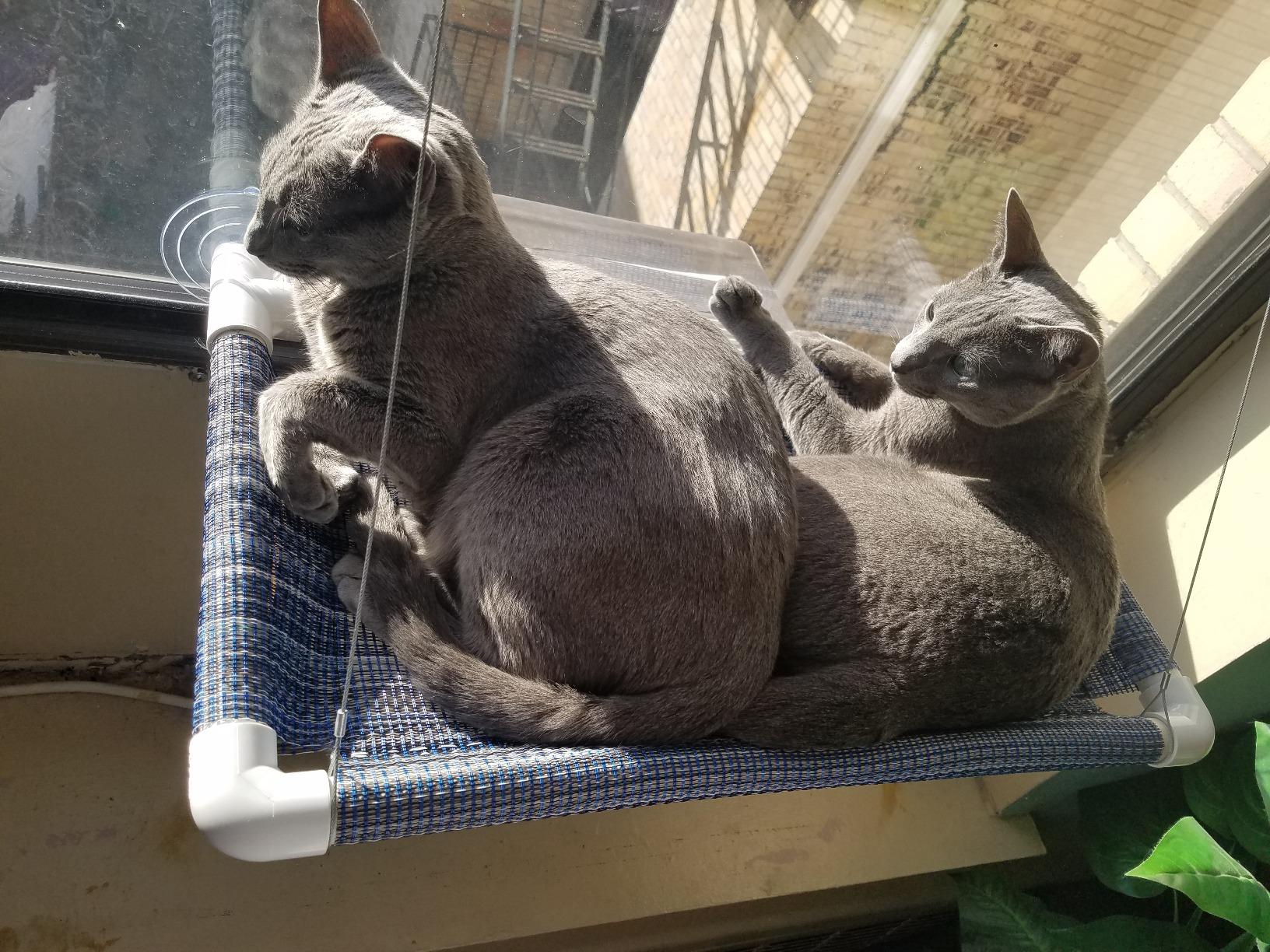 Pictures – Kitty Cot Original™