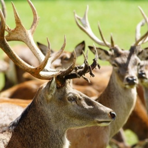 red deer Wallpaper -- HD Wallpapers of red deer!:Amazon.co.uk:Appstore ...