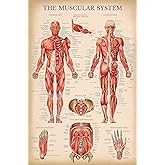 Amazon.com: Palace Learning Vintage Skeletal System Anatomical Chart ...