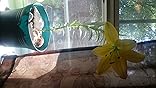 Amazon.com : Beautiful Flowering Black Mapira Lily Blooming Sized Bulb ...