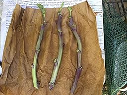 Amazon.com : Tree Collard Cuttings (perennial purple tree collards ...