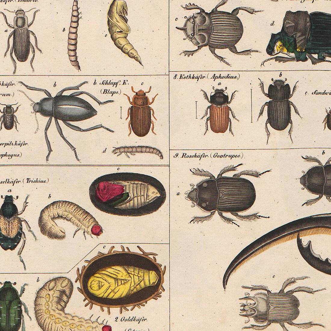 Bug Identification Guide
