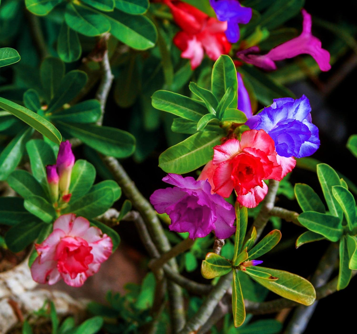 Rare Desert Rose 50Pcs Adenium Obesum Seeds Double Flower Easy to Grow ...