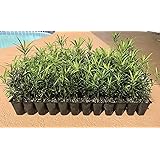 Amazon.com: PlantVine Podocarpus macrophyllus 'Maki', Japanese Yew - Large - 8-10 Inch Pot (3 ...