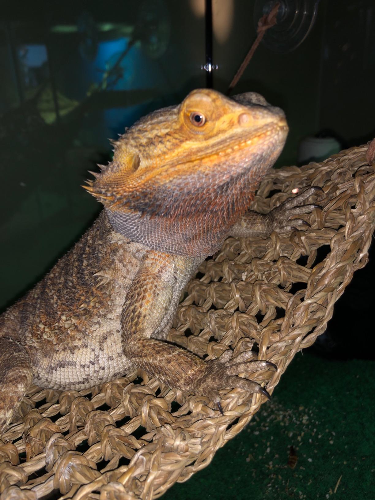 $11/mo - Finance Farm Fresh Feeders 1000 Large Live Superworms | Buy ...