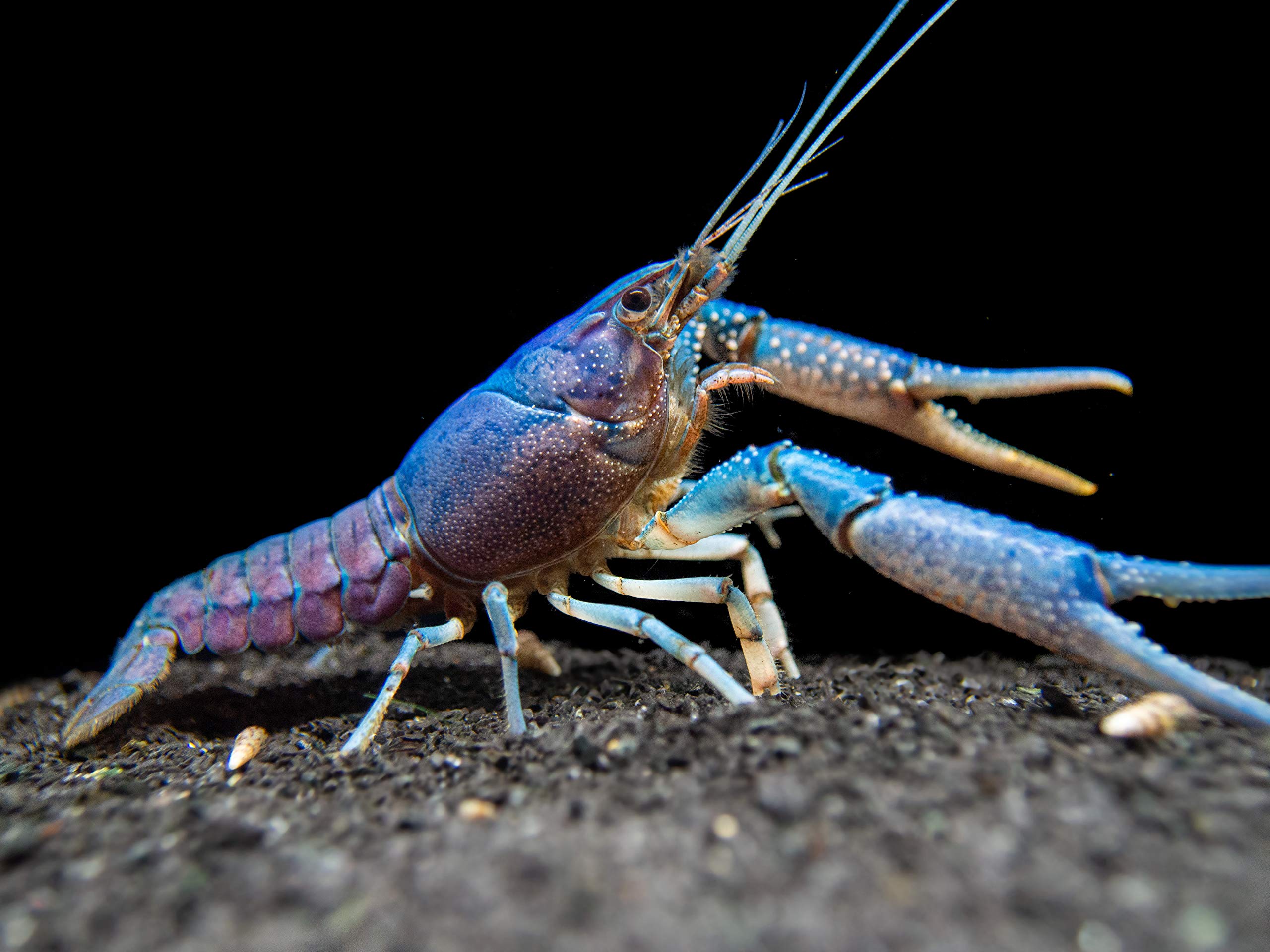 Mua Aquatic Arts 1 Live Male Electric Blue Crayfish | Live Freshwater ...