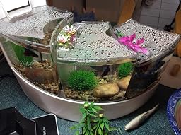 Aqueon Kit Betta Falls for Aquarium, Black: Amazon.ca: Pet Supplies