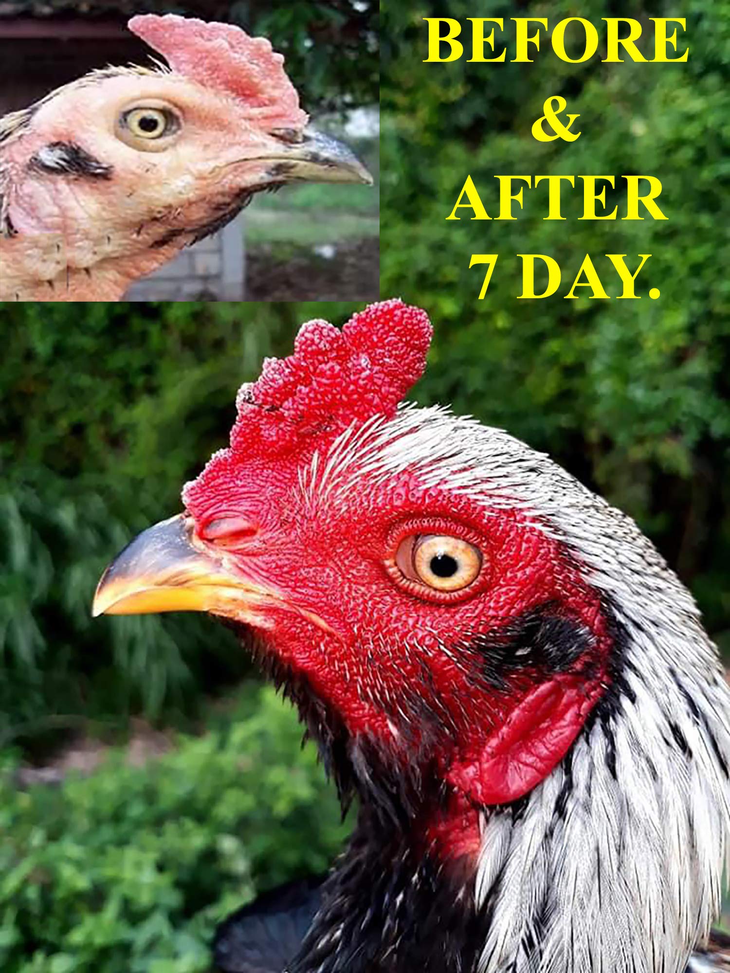 Mua Thunder New Max Vitamins Health Supplement Capsules Rooster Booster ...