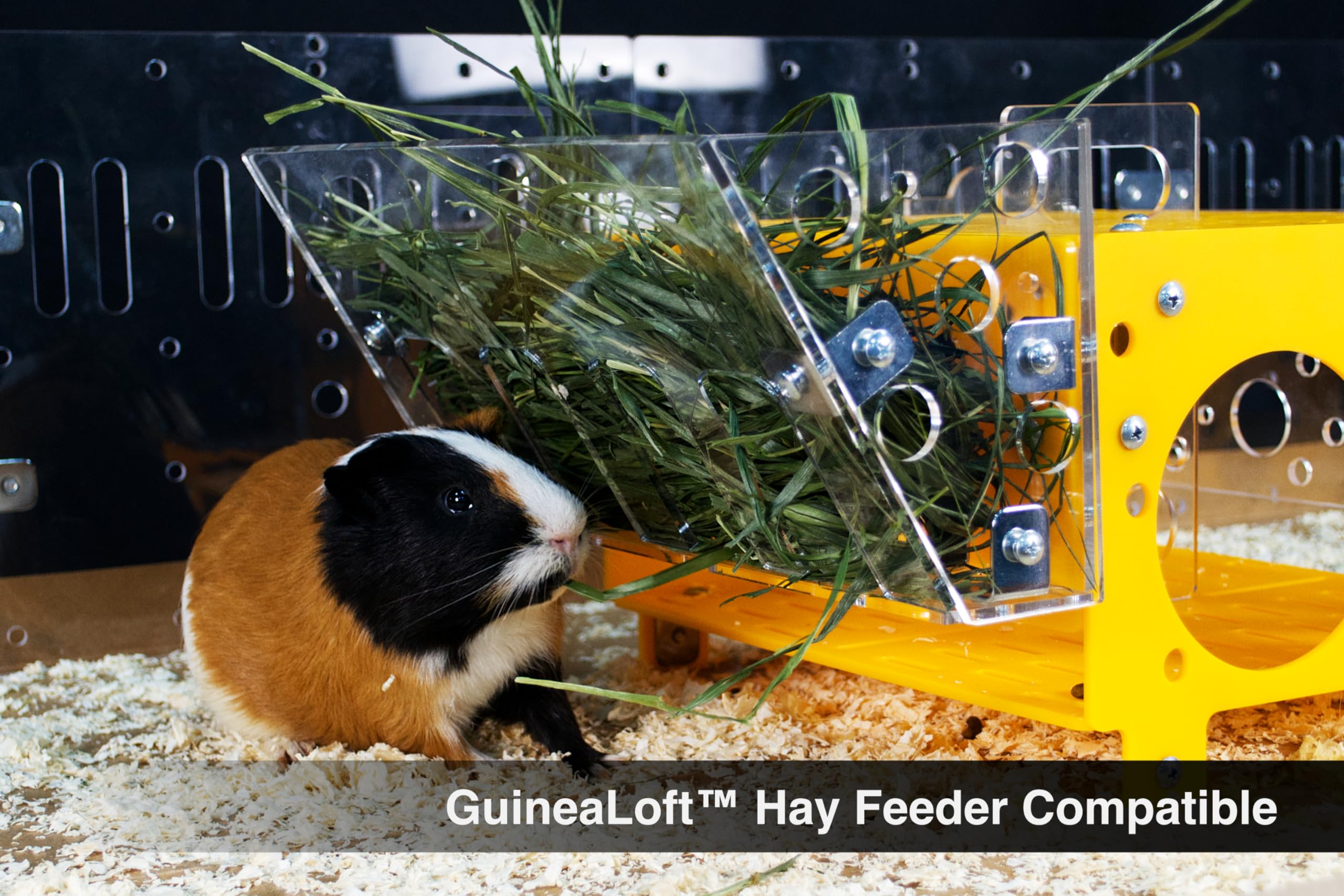 Mua GuineaLoft™ Guinea Pig Cheese House (Double Floor) - The Ultimate ...