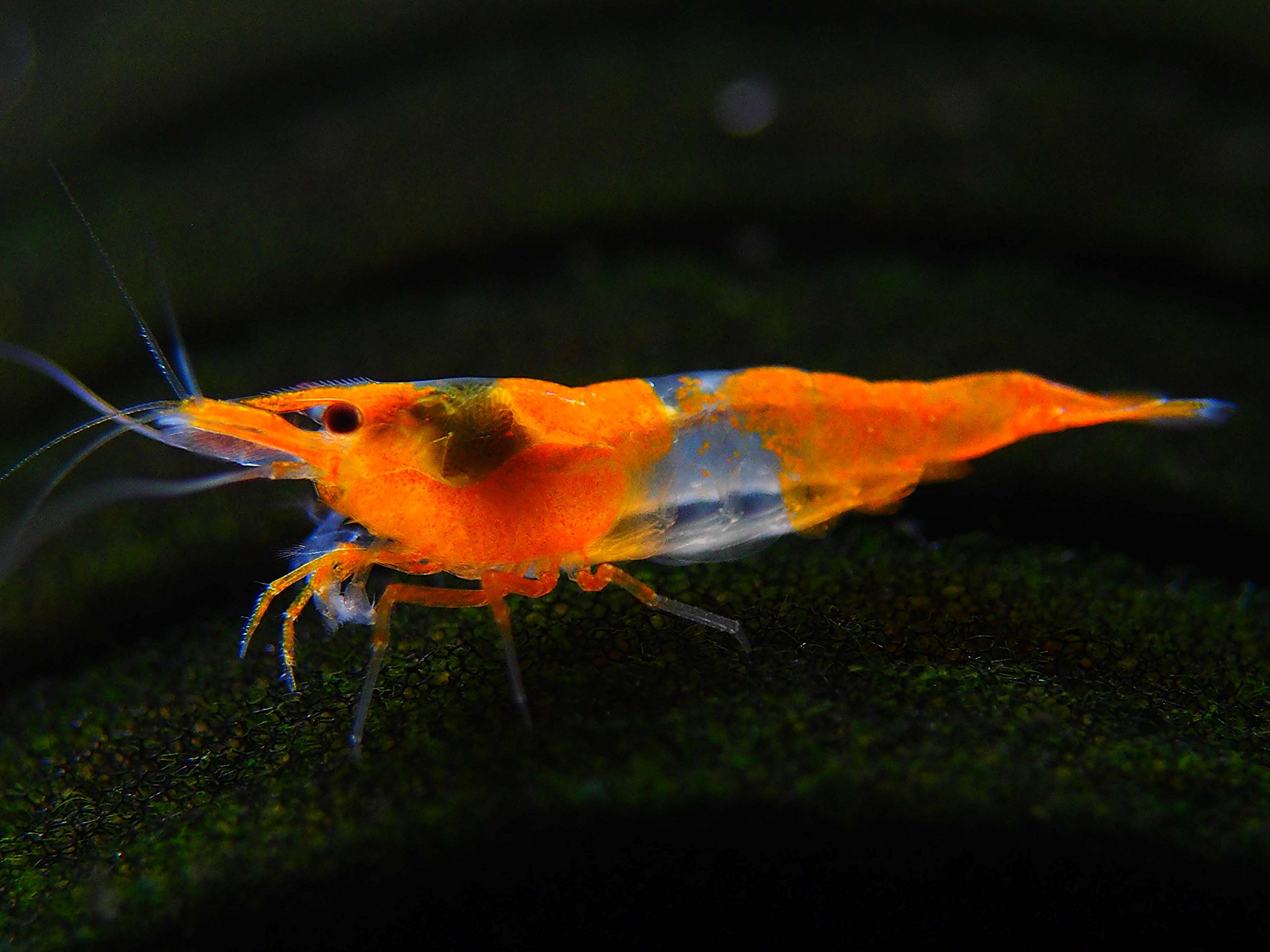 Buy Aquatic Arts 5 Live Orange Rili Shrimp (Neocaridina davidi ...