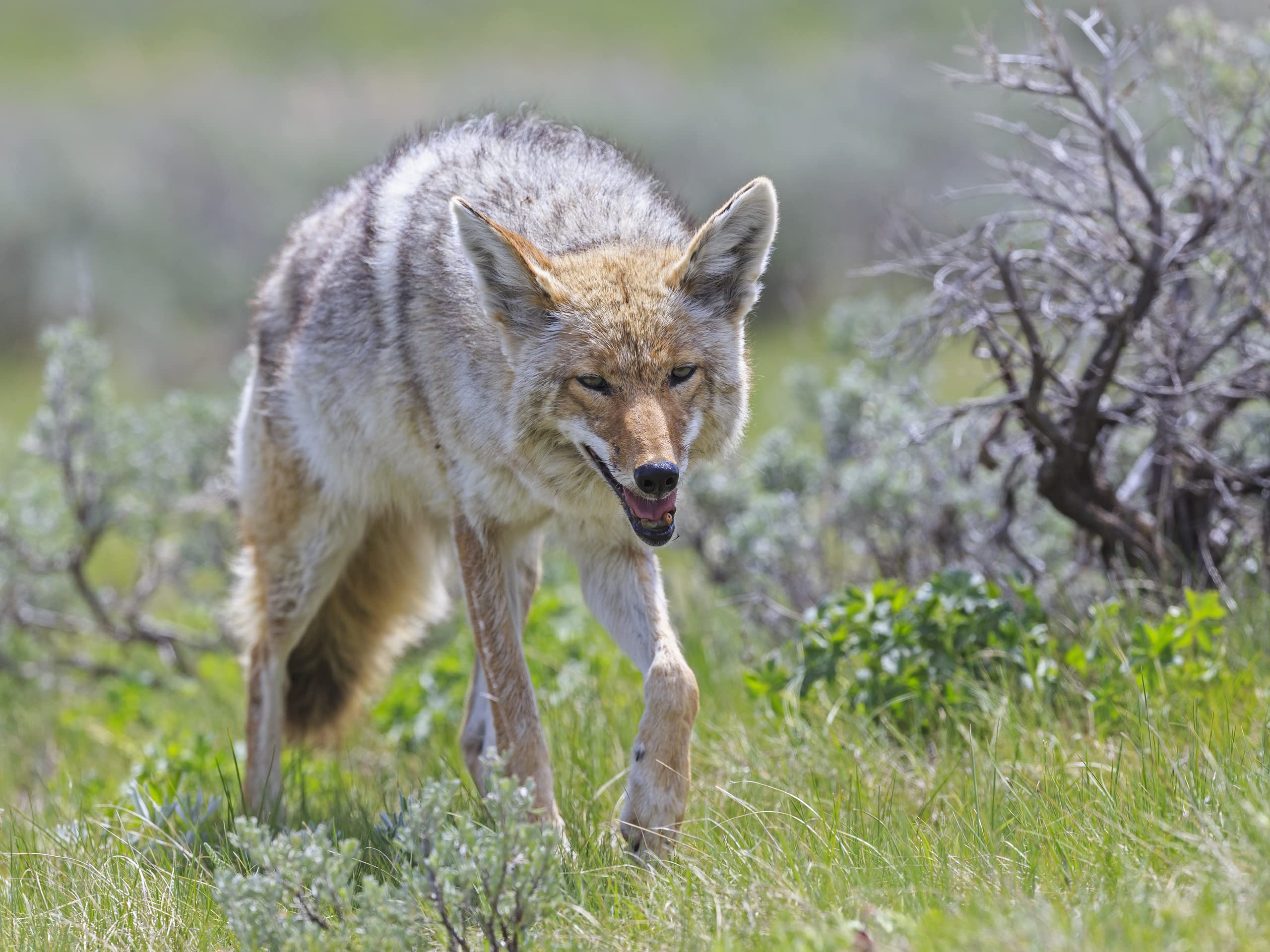 Watch I Was Prey - Season 2 | Prime Video