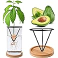 Amazon.com: Bylion Avocado Tree Growing Kits, Avocado Growing Vase ...
