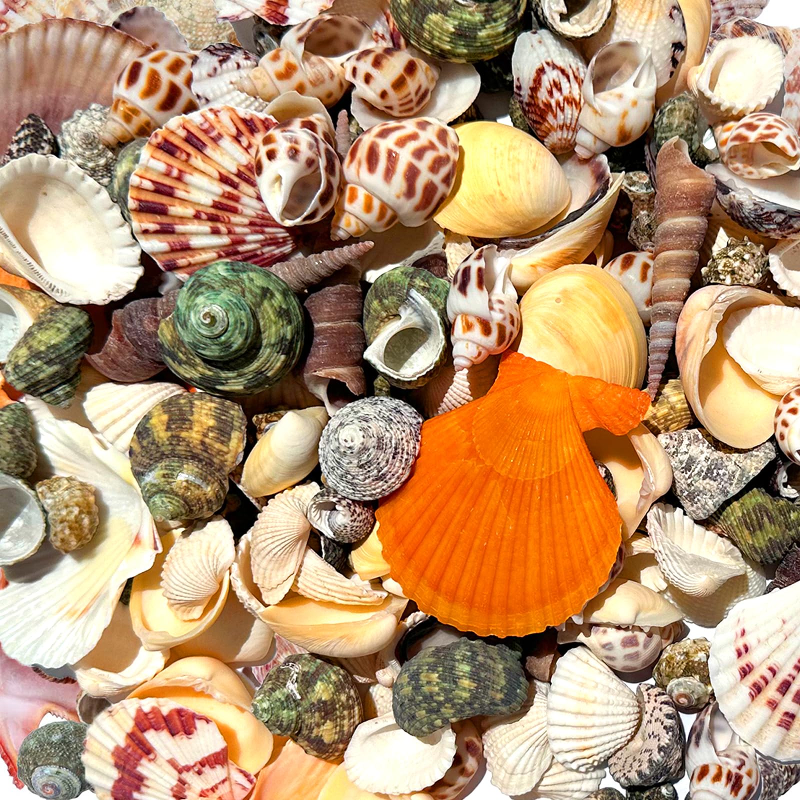 Famoby 210pcs Mixed Beach Seashells Sea Shells Conch for Beach Theme ...