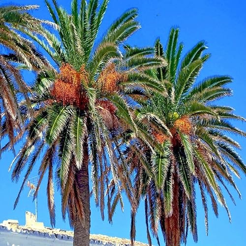 10 Seeds Date Palm Tree Seeds | Phoenix Dactylifera Edible Fruit Plant ...