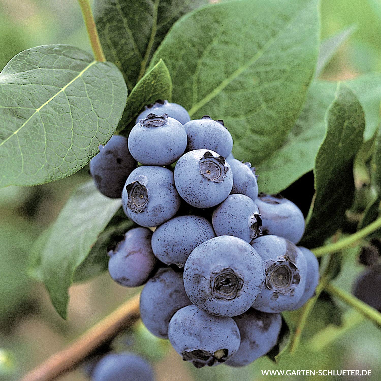 Heidelbeere 'Patriot' - Blaubeeren Pflanze mit hohen Erträgen. Ein ...